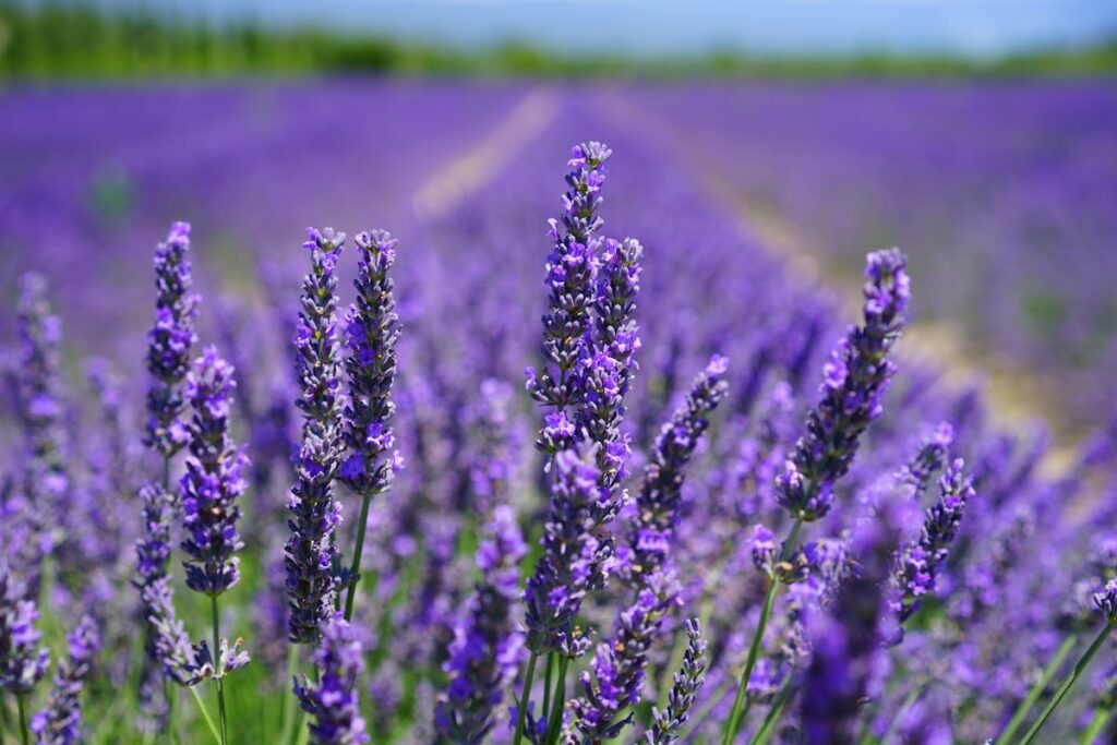 Benefits of Lavender: How can I use it at home and what are its uses ...
